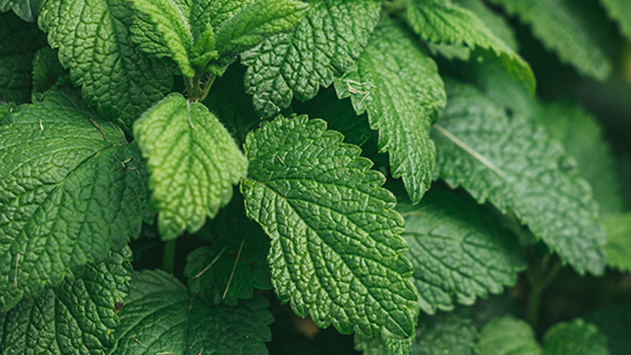 Peppermint: 5 Things You May Not Know – Biogenique Inc